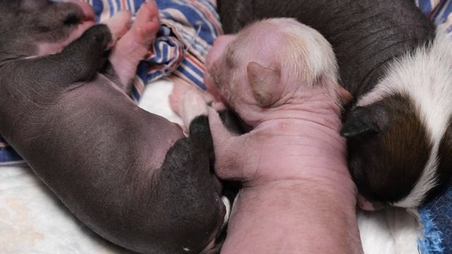 10-й день щенки китайской хохлатой открывают глазки