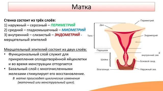 Видео-лекция №22.1 Строение и функции половой системы. Женские половые органы