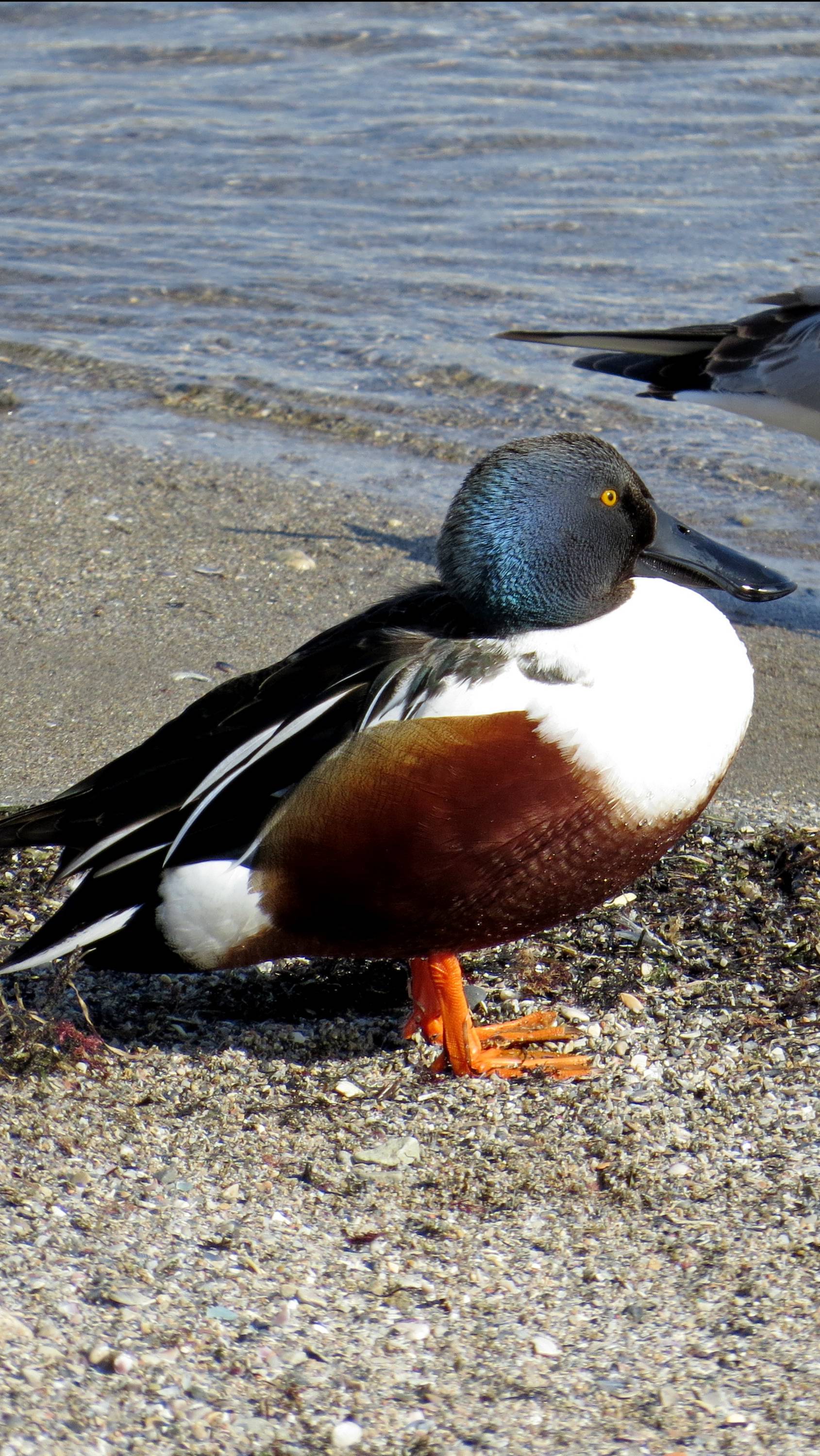 Утка Широконоска.