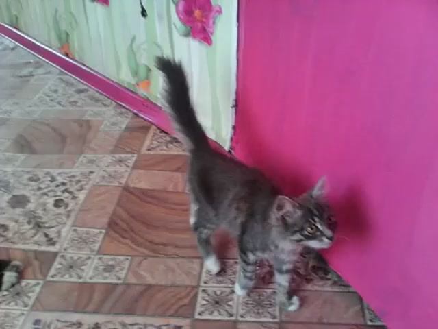 АРХИВ  2016г.   МОИ Смешные🐈🐈🐈 КОТЯТА👍🙂