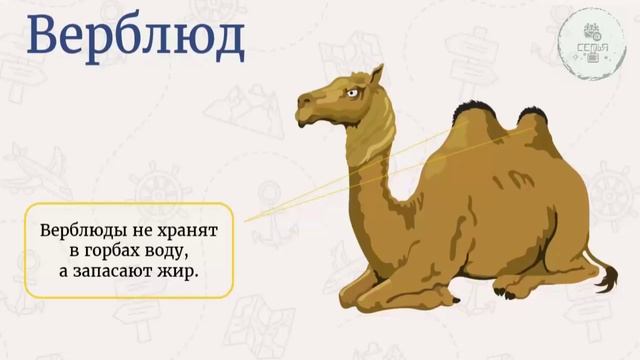 уроки БИОЛОГИИ Животные различных материков