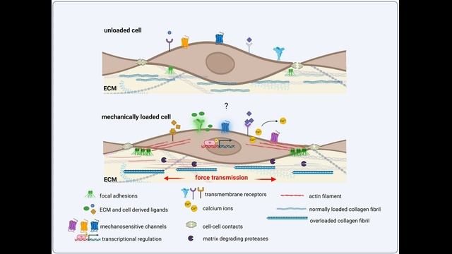 Тендинопатия: взаимодействие между механическим стрессом, воспалением и васкуляризацией