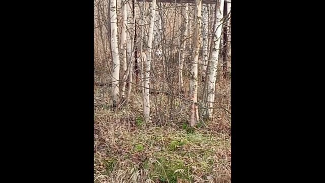 Замаскированные собаки Camouflaged dogs