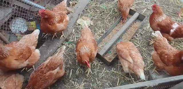 Курочки-молодки уже несутся.
Зацветают хризантемы.