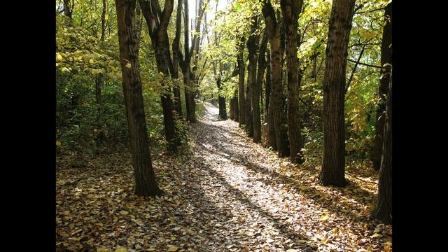 Дендропарк  2007 09 30