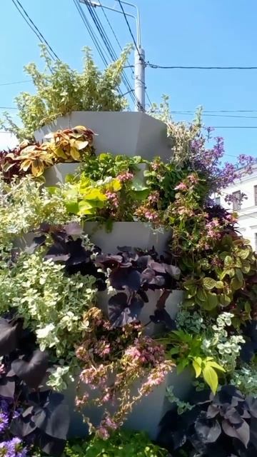 Мой Ярославль - вам! Идеи клумб, красота, центр!  #лето2025