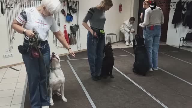 Занятие в группе по дрессировке: команда Рядом. Тольятти, 12 октября 2025.