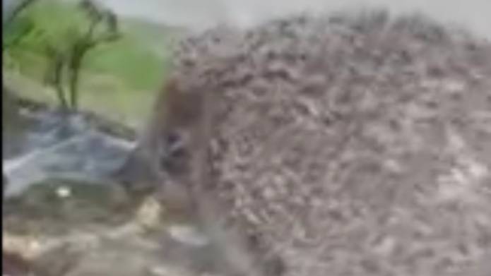 Моя соседка - ЕЖИХА