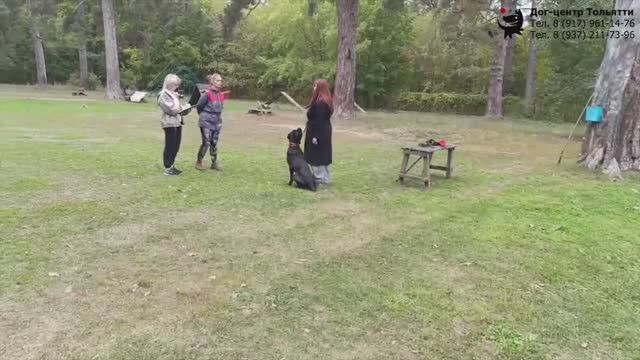 Наврузова Алина и итальянский кане корсо ЛЕОН ЗАЩИТНИК (Осман). Испытания УГС. Тольятти, 20.09.2025.