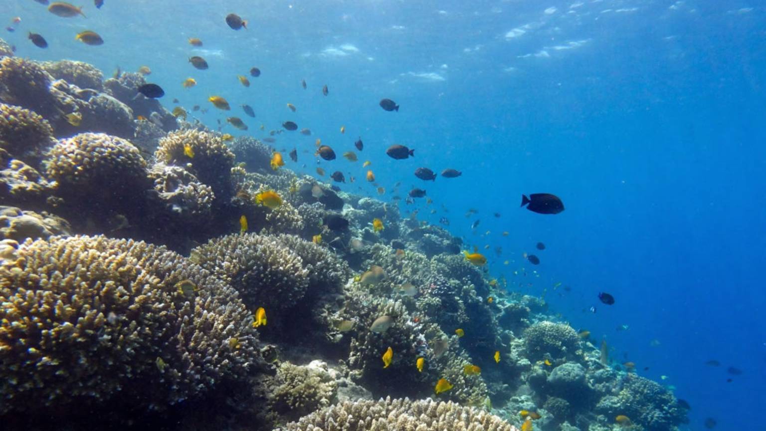 Коралловый риф, дайвинг на Симиланские острова, дайвинг в Таиланде, 2024