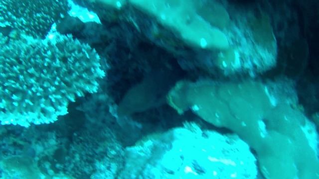 мурена, дайвинг на Мальдивах;