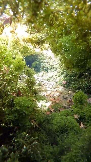 У тебя может быть крутой скейп, но какая-нибудь канава в Японии все равно будет лучше