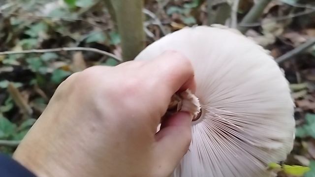 Только на видео увидела, что от гриба отползает змея!