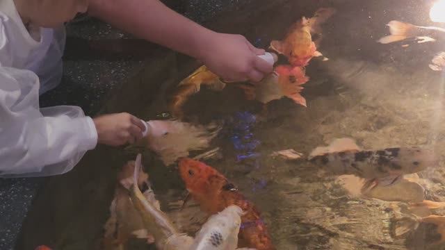 Кормление рыб