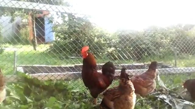 Архив 2016г.    Кормление  КУР Травой!!!👍🙂
