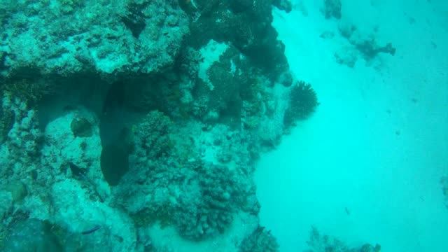 мурена, дайвинг на Мальдивах;