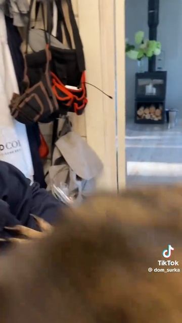 Сурок проснулся, узнал своего.