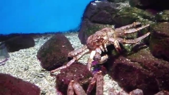 Москвариум. Камчатский краб.