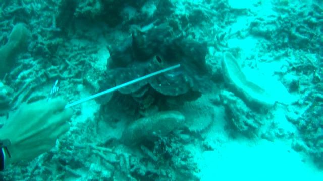 моллюск тридакна, дайвинг на Мальдивах