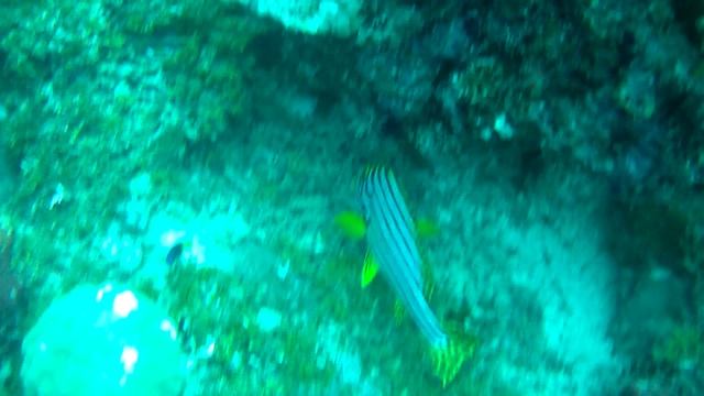 восточный сладкогуб (Plectorhinchus vittatus), дайвинг на  Мальдивах