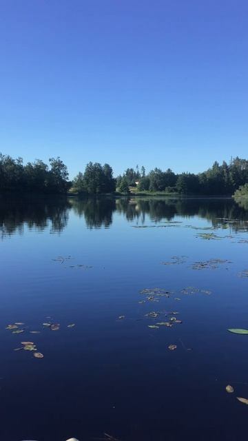 Ленинградская область. Хвойное. 10.07.2024. Вуокса зеркальная ранним утром. Видеопейзаж