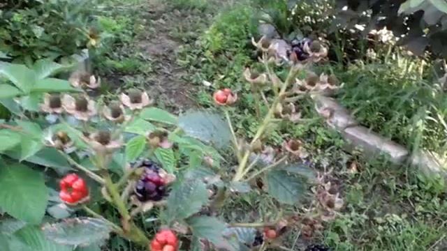 Архив 2016г.   Очень вкусная КОЛЮЧАЯ ЕЖЕВИКА!!!👍🙂