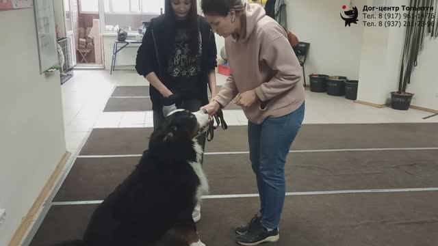 Бернские зенненхунды Сем и Шелдон. Фрагмент индивидуального занятия по дрессировке. Тольятти.
