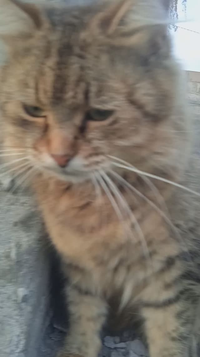 11.10.25г.  Мой ЗЕЛЕНОГЛАЗЫЙ 🐈Красавчик СВЕТЛЯЧОК!!!👍👍👍