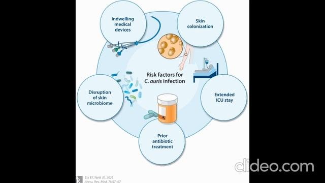 Candida auris: глобальная угроза, тайны происхождения и битва с панрезистентностью