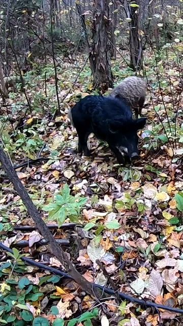 ЖУТКАЯ ВСТРЕЧА НА КОПЕ В ЛЕСУ!