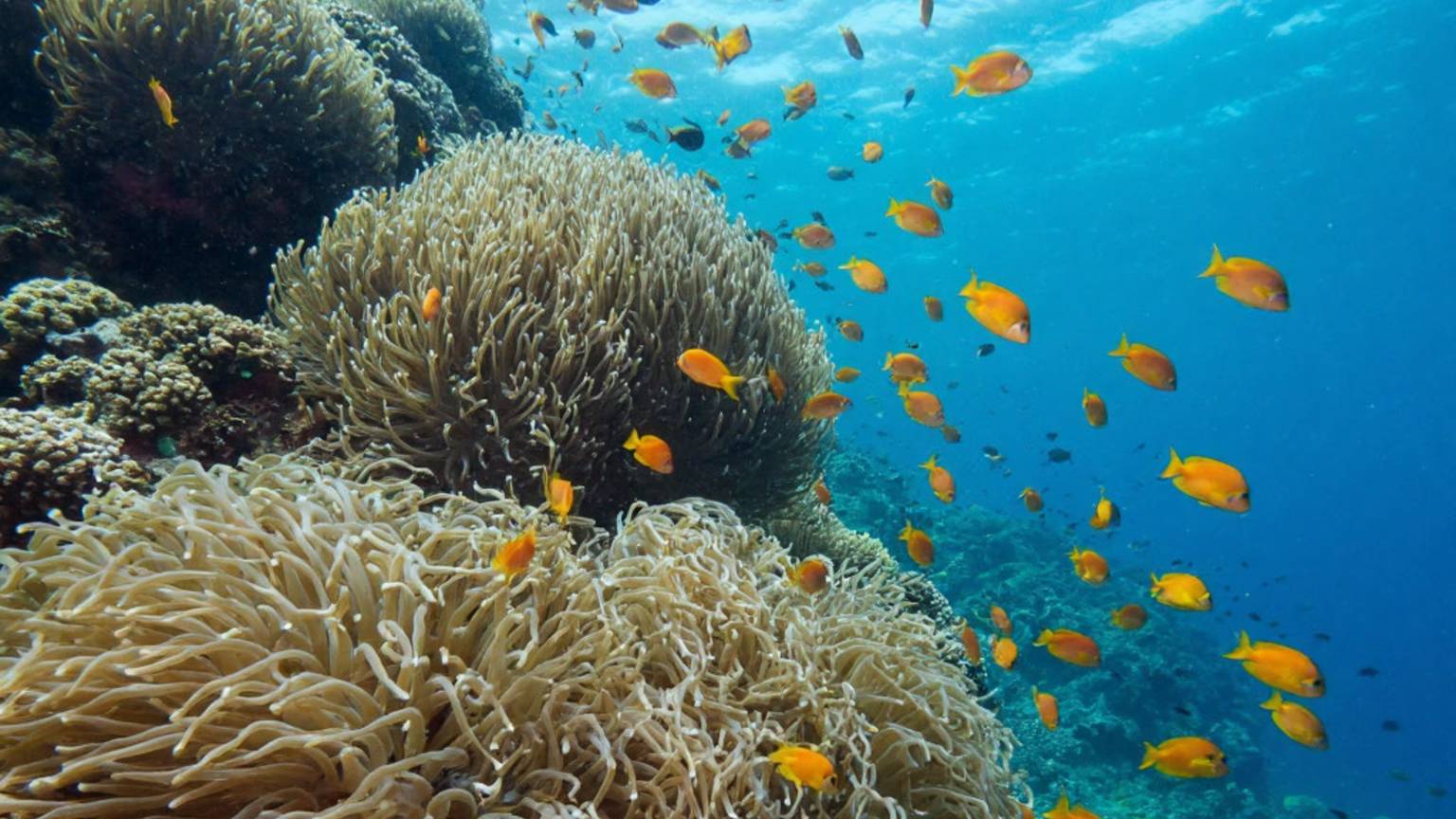 Коралловый риф, дайвинг на Симиланские острова, дайвинг в Таиланде, 2023