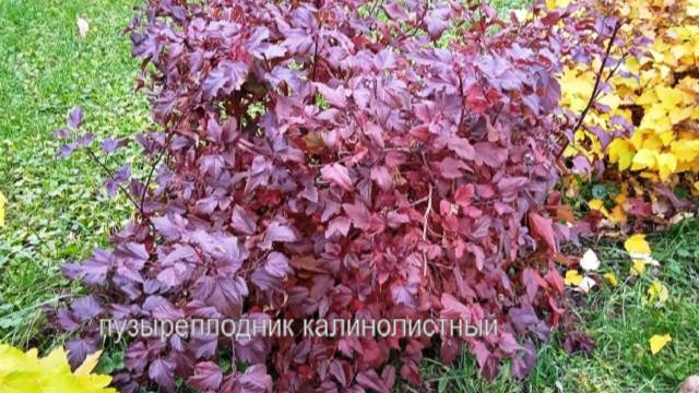 Кустарник пузыреплодник калинолистный: как выбрать правильное место и подготовить лунку