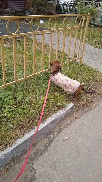 Такса Алиса про тренажеры