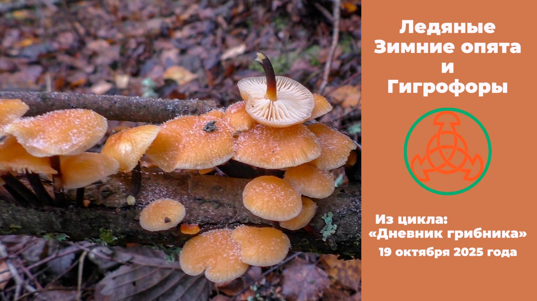 Ледяные Зимние опята и Гигрофоры. Дневник грибника 19 октября 2025 года.