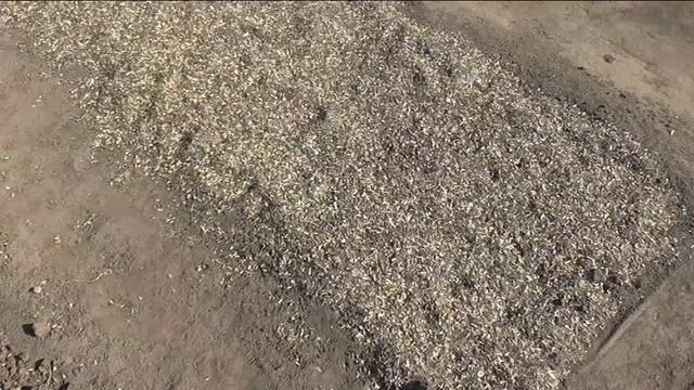 О сидератах на участке