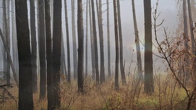 Осенний туман-2