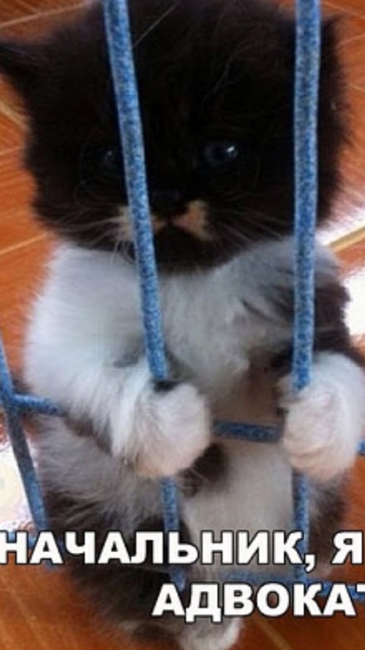 Мемы котиков, очень смешные 👍😻#смешно