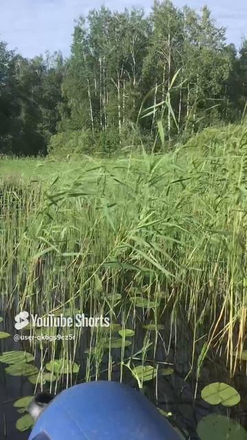 Ленинградская область. Хвойное. 10.07.2024. Заросли камыша по берегам реки Вуоксы