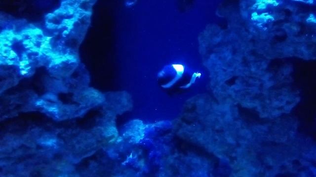 Москвариум. Клоун оцелярис.