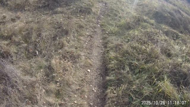 Убегая от белочки 26 октября 2025