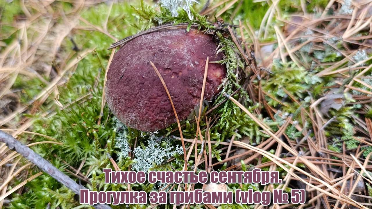 Тихое счастье сентября. Прогулка за грибами (vlog № 5)