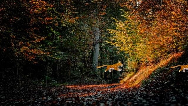 ОСЕННИЙ ЛЕС