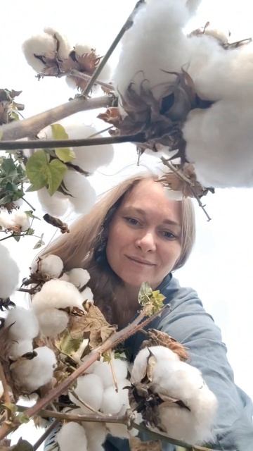 Белые поля #Узбекистан #Хлопок #Природа #ПоляХлопка #КрасотаПрироды  #Чистота #цветы #путешествие