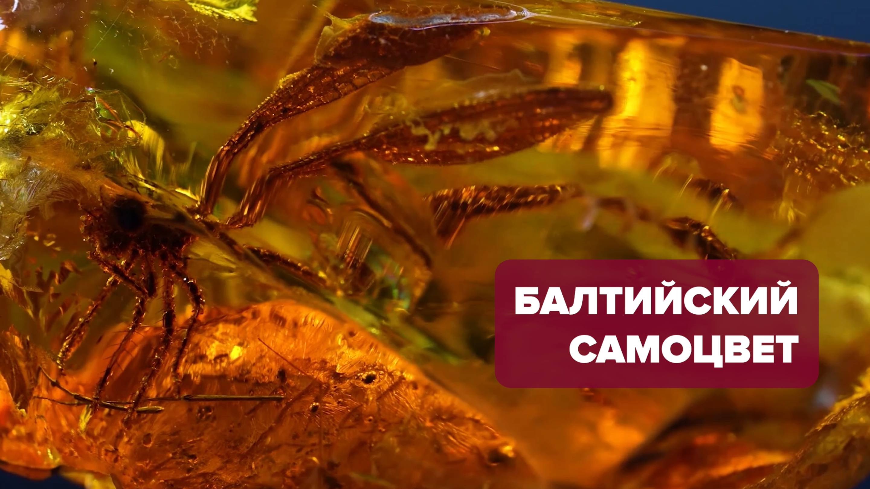 Детальный обзор: Балтийский самоцвет