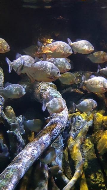 Ташкентский Океанариум #Ташкент #Океанариум #Узбекистан #путешествие #морскиезвезды #рыбы #туризм