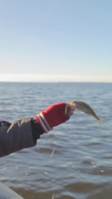 Царский ёрш на блесну.