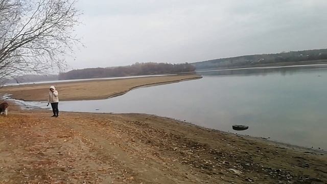 Река Бия/ осенние картинки/ встреча с  хаской