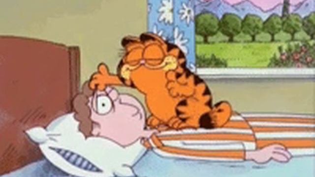 кот и человек