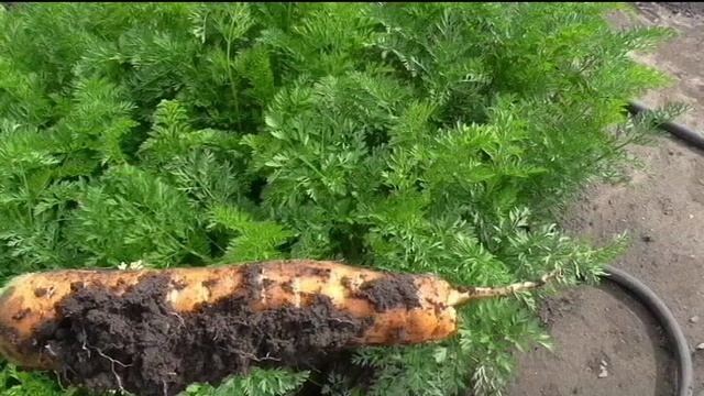 Отвечаю на критику - Почему у меня на участке нет сорняков.