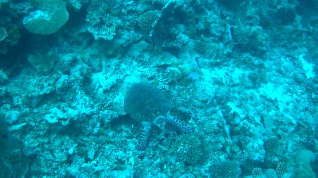 черепаха, дайвинг на Мальдивах